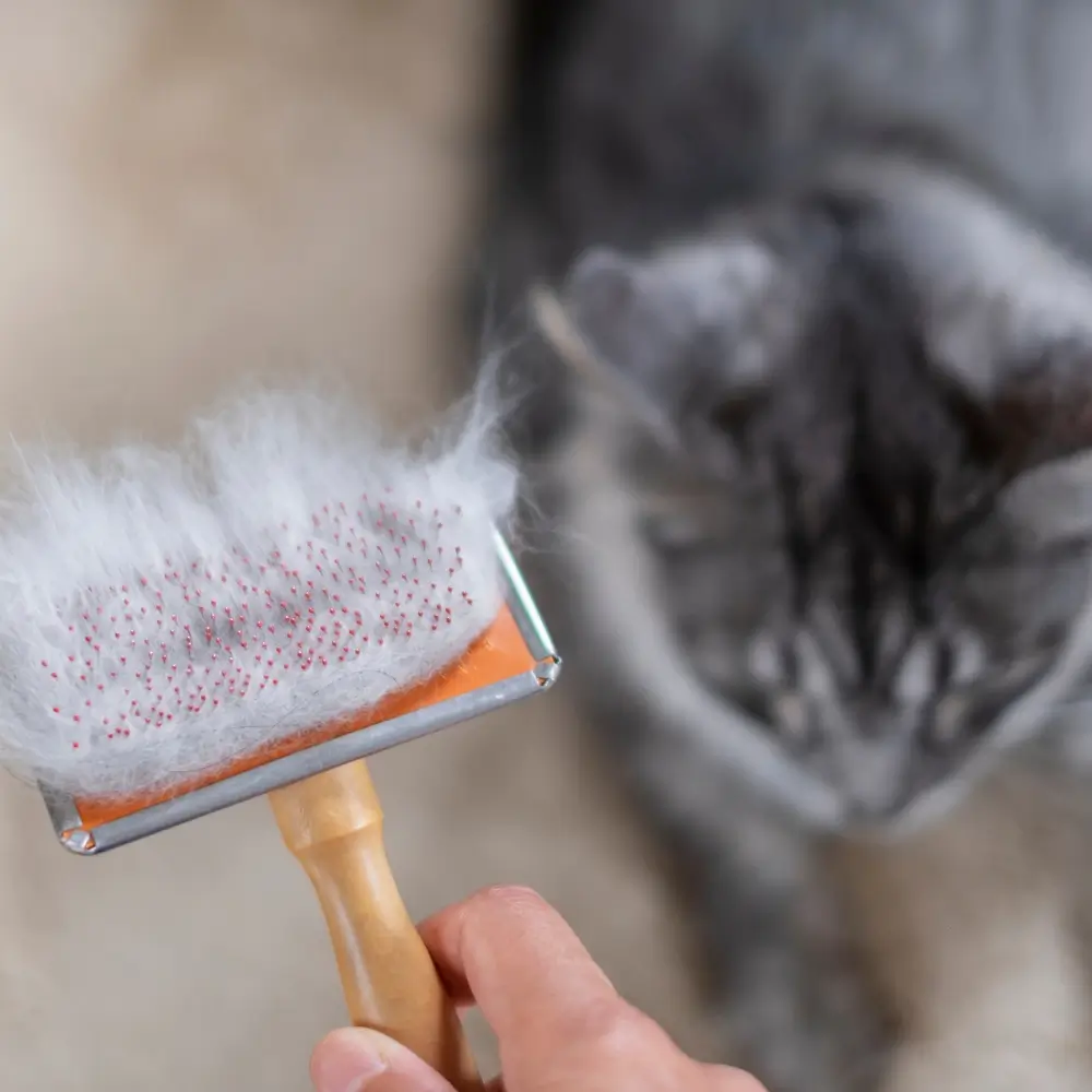 Seasonal Pet Grooming: Year-Round Tips | Dingo's Natural Pet